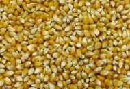 ポップコーンメイズ « サカマキオンラインショップ High Fly Flow